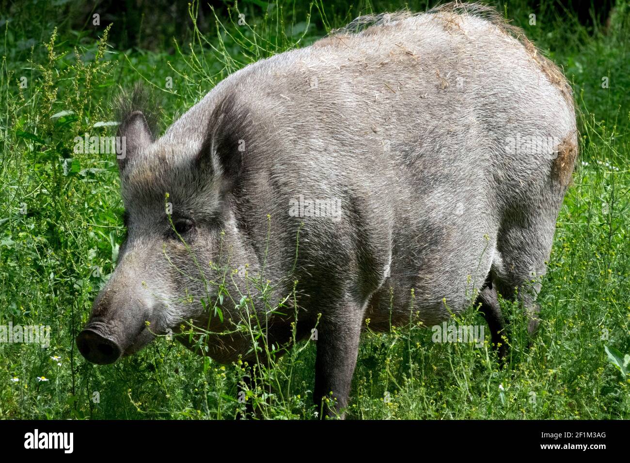 Adult animal animals hi-res stock photography and images - Alamy