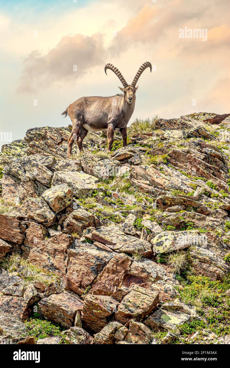 Swiss animal hi-res stock photography and images - Alamy