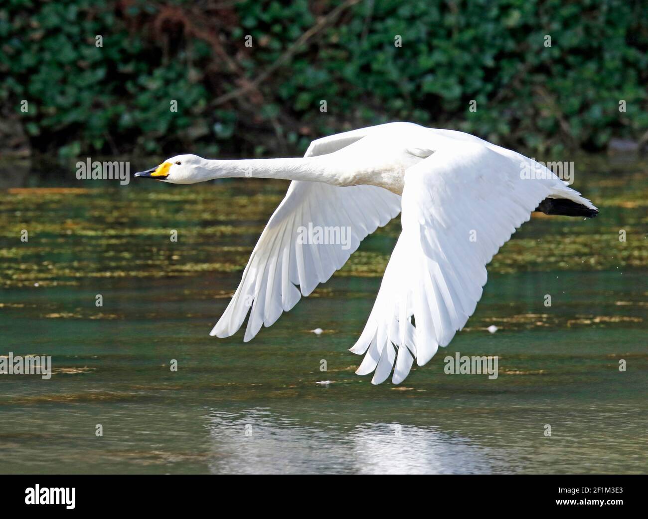 Whooper swan wading in water hi-res stock photography and images - Alamy