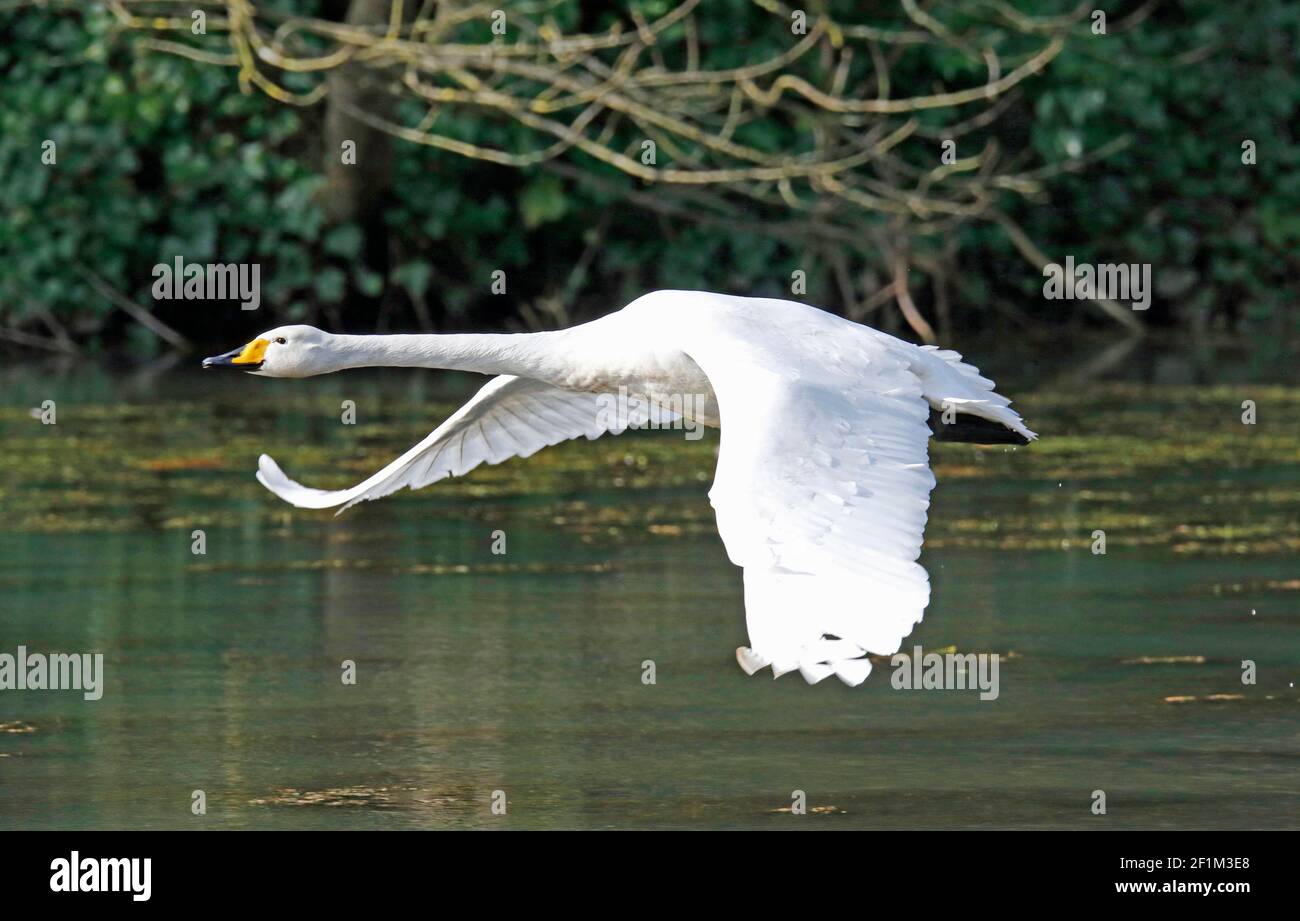 Whooper swan wading in water hi-res stock photography and images - Alamy