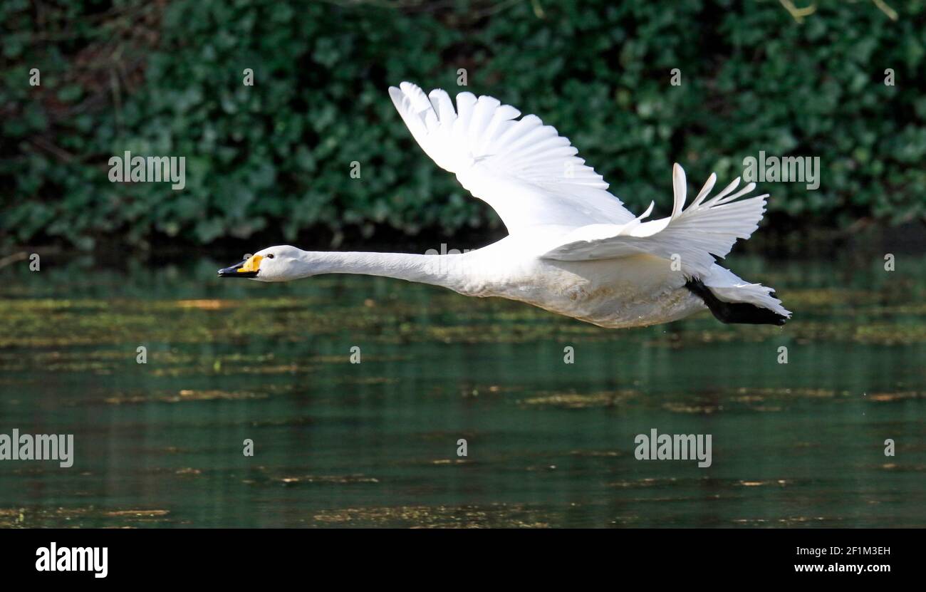 Taking off from reeds hi-res stock photography and images - Alamy