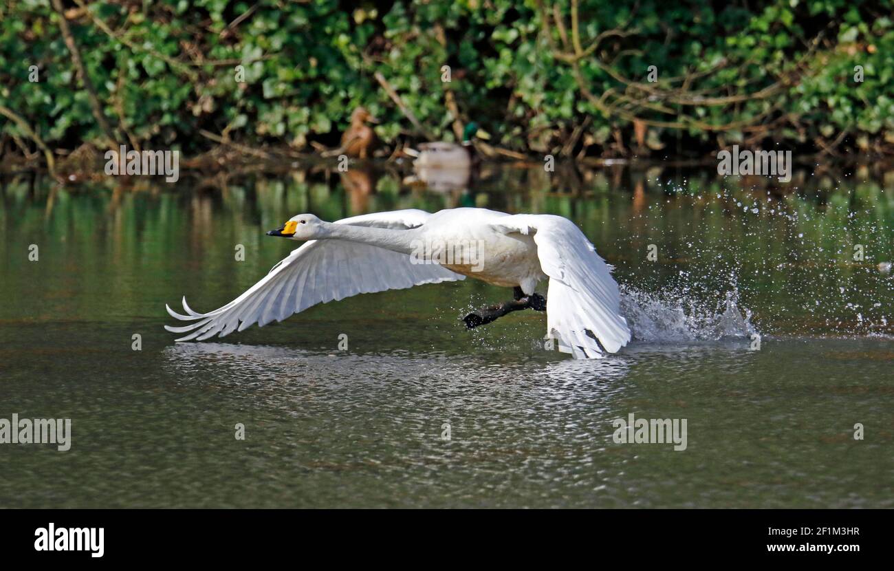 Taking off from reeds hi-res stock photography and images - Alamy