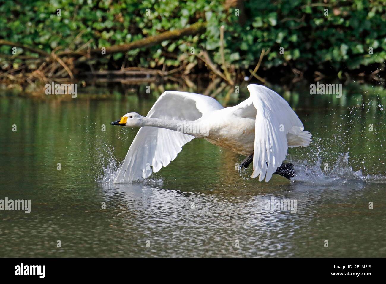 Whooper swan taking off from the lake Stock Photo - Alamy