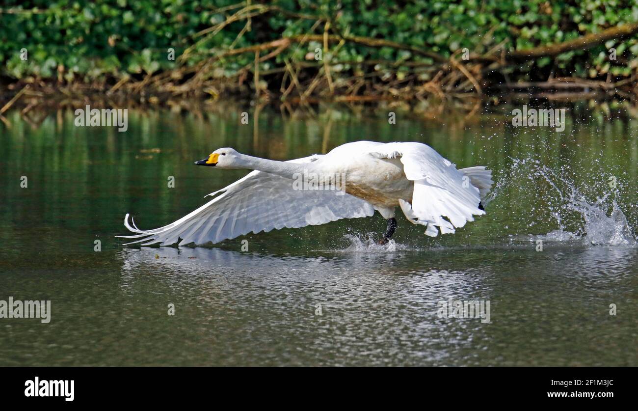 Whooper swan wading in water hi-res stock photography and images - Alamy