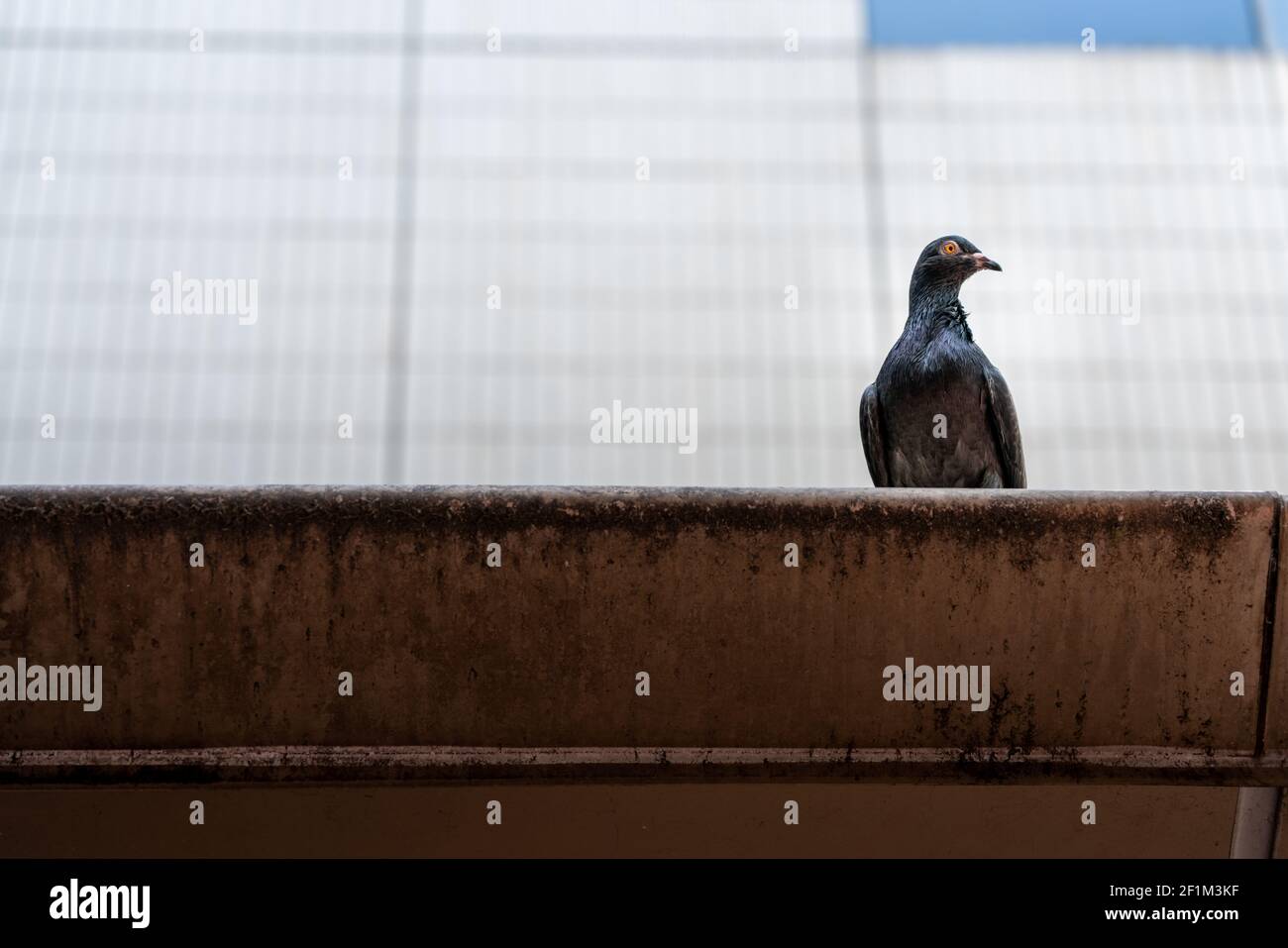 Beautiful pigeon on edge hi-res stock photography and images - Alamy