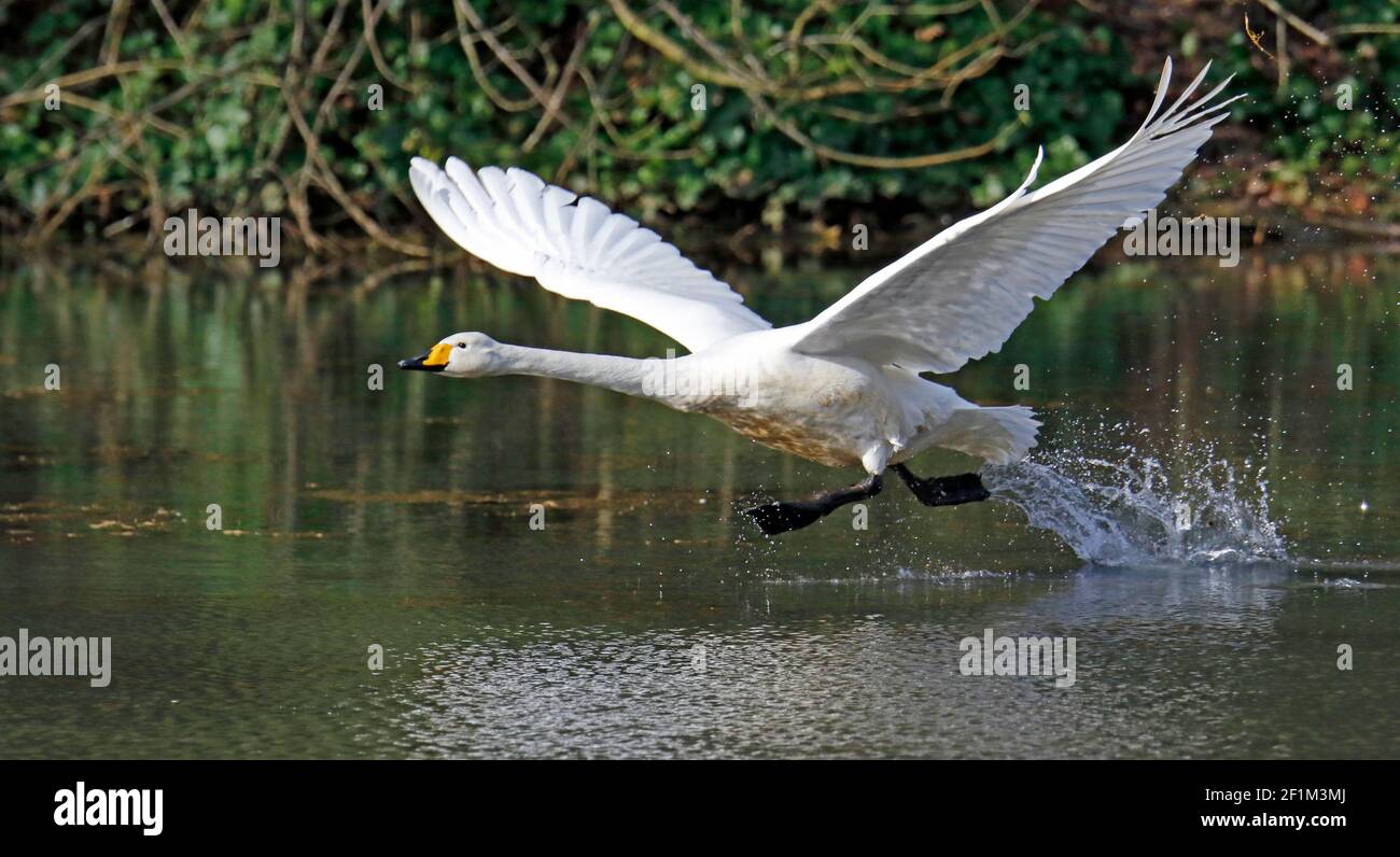 Whooper swan taking off from the lake Stock Photo - Alamy