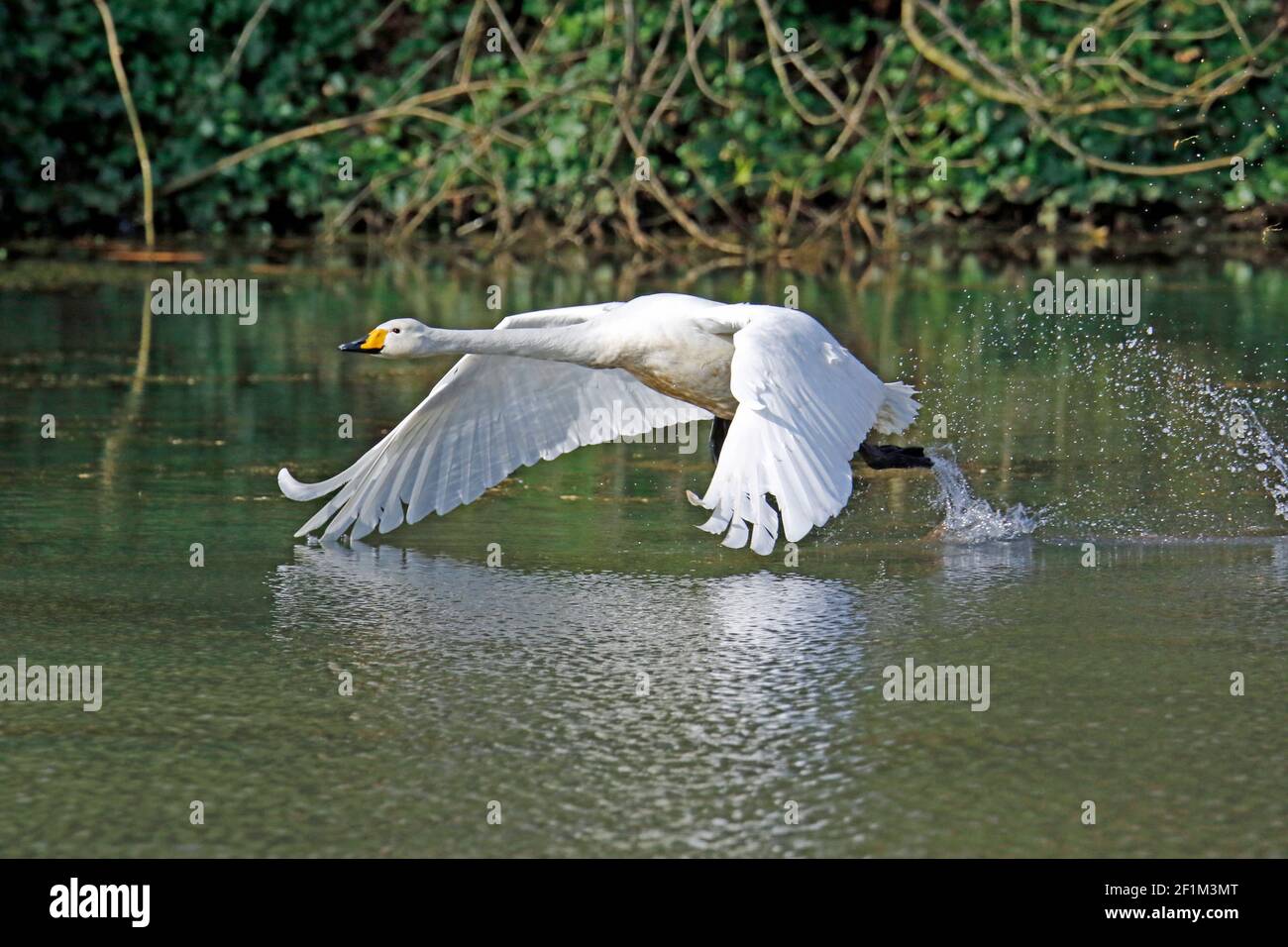 Whooper swan taking off from the lake Stock Photo - Alamy