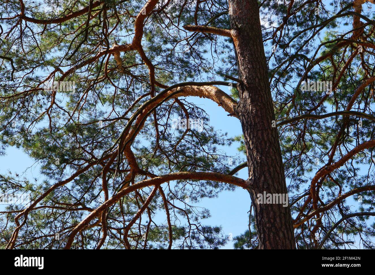 Pine tree stems hi-res stock photography and images - Alamy