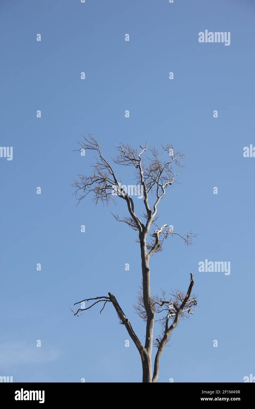Old tree without leaves hi-res stock photography and images - Alamy