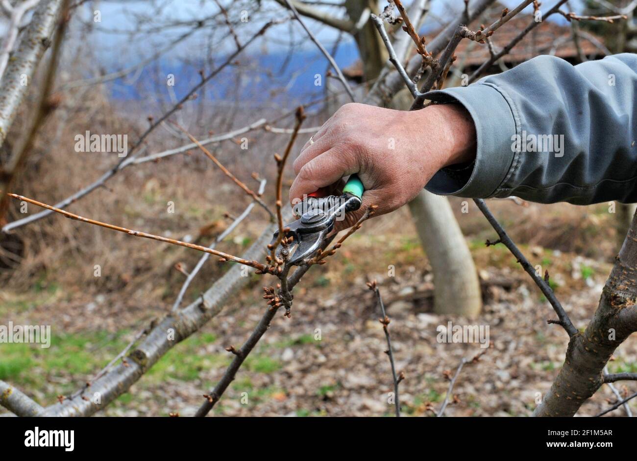 Snipping tree hi-res stock photography and images - Alamy