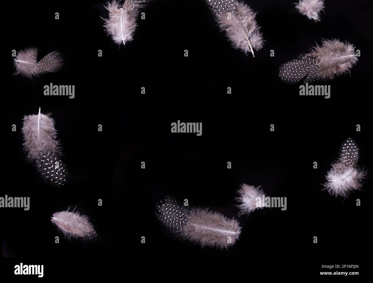 Beautiful flying delicate feathers on a black background, creative ...