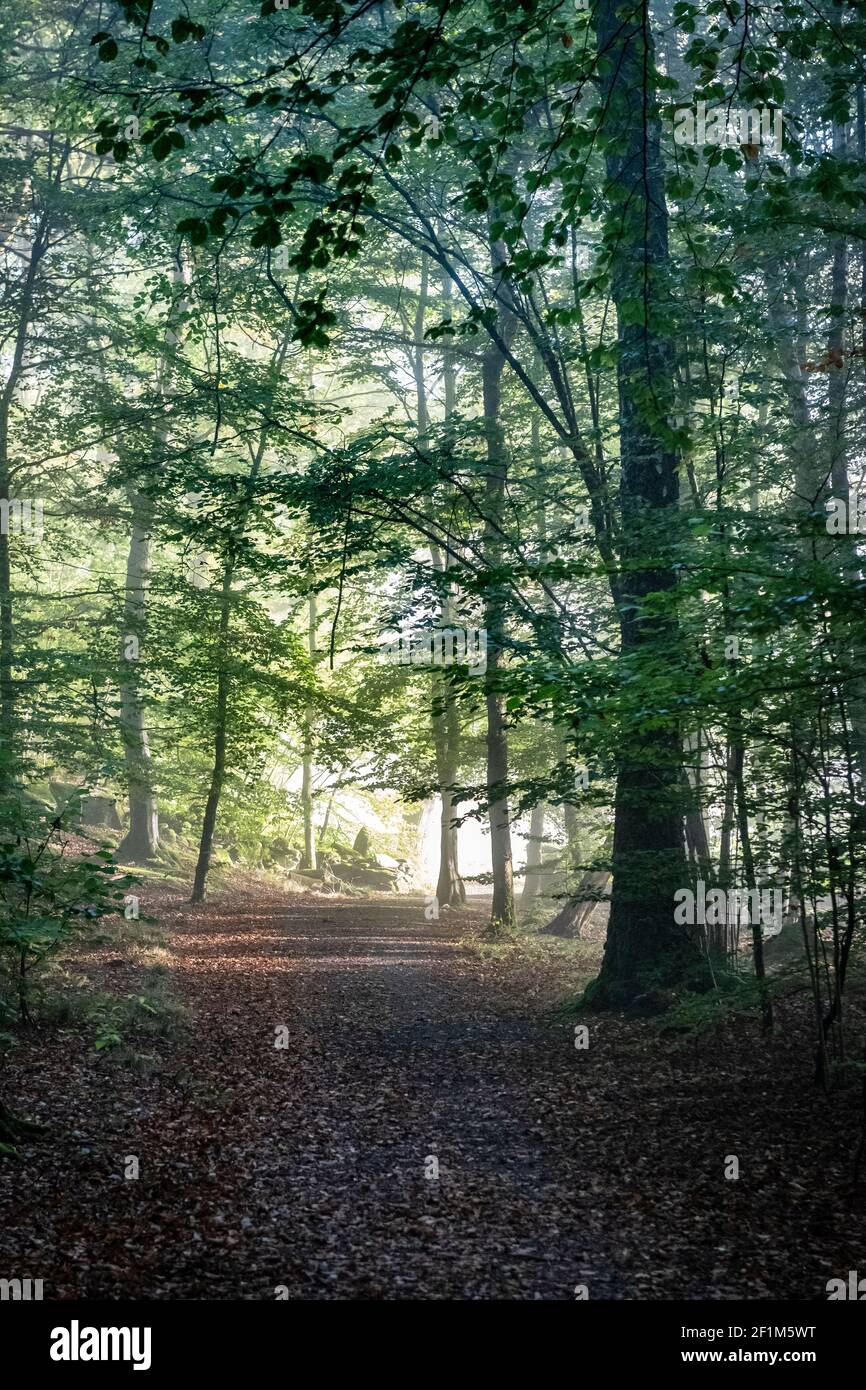 Track in forest hi-res stock photography and images - Alamy