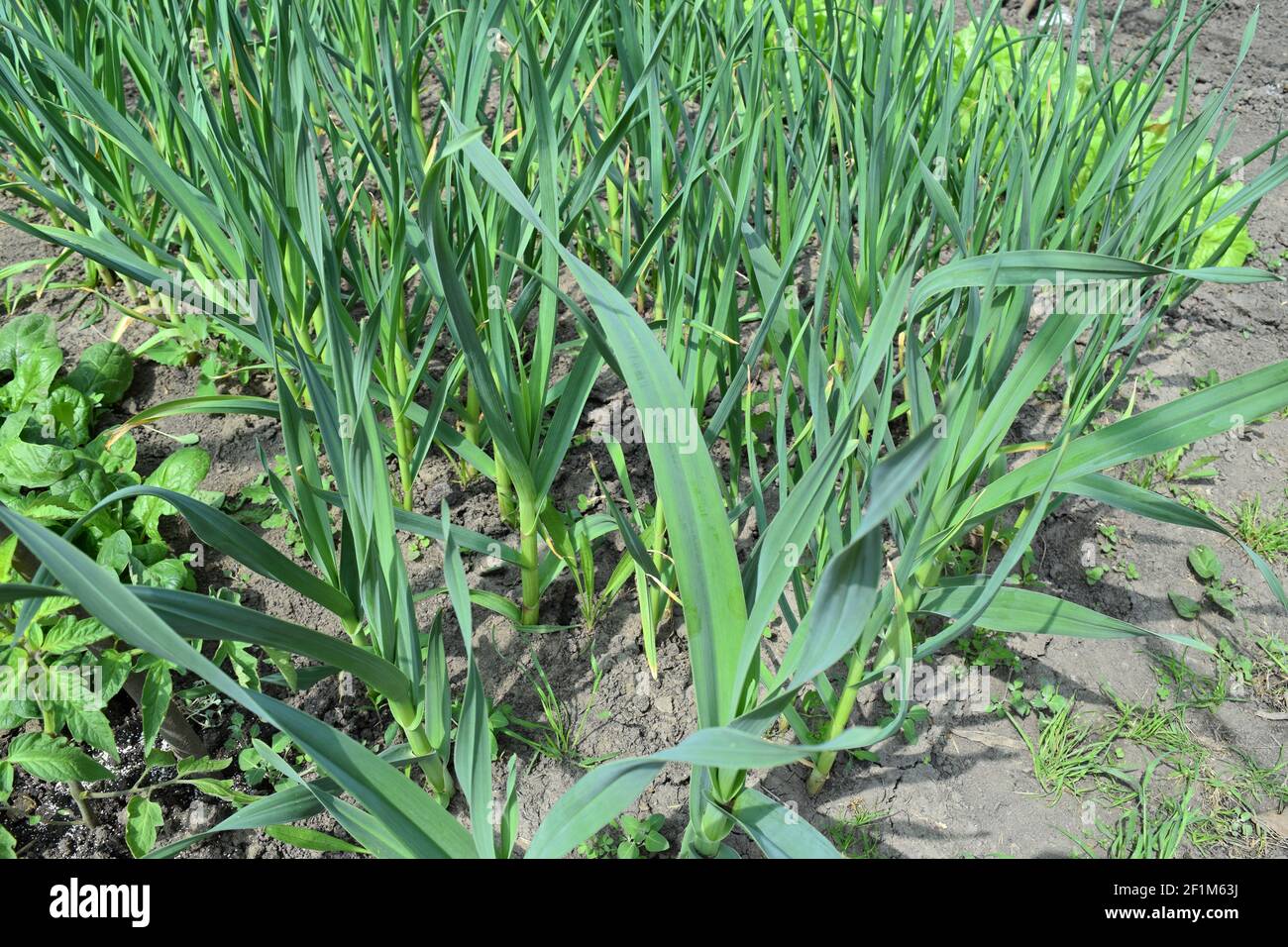 Beautiful village garden with early vegetables. Vegetables are grown ...