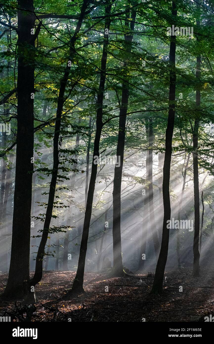 Trees silhouette sunbeam hi-res stock photography and images - Alamy