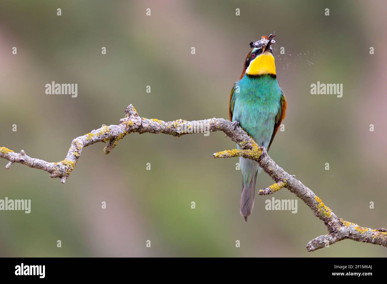 Moth behaviour hi-res stock photography and images - Alamy