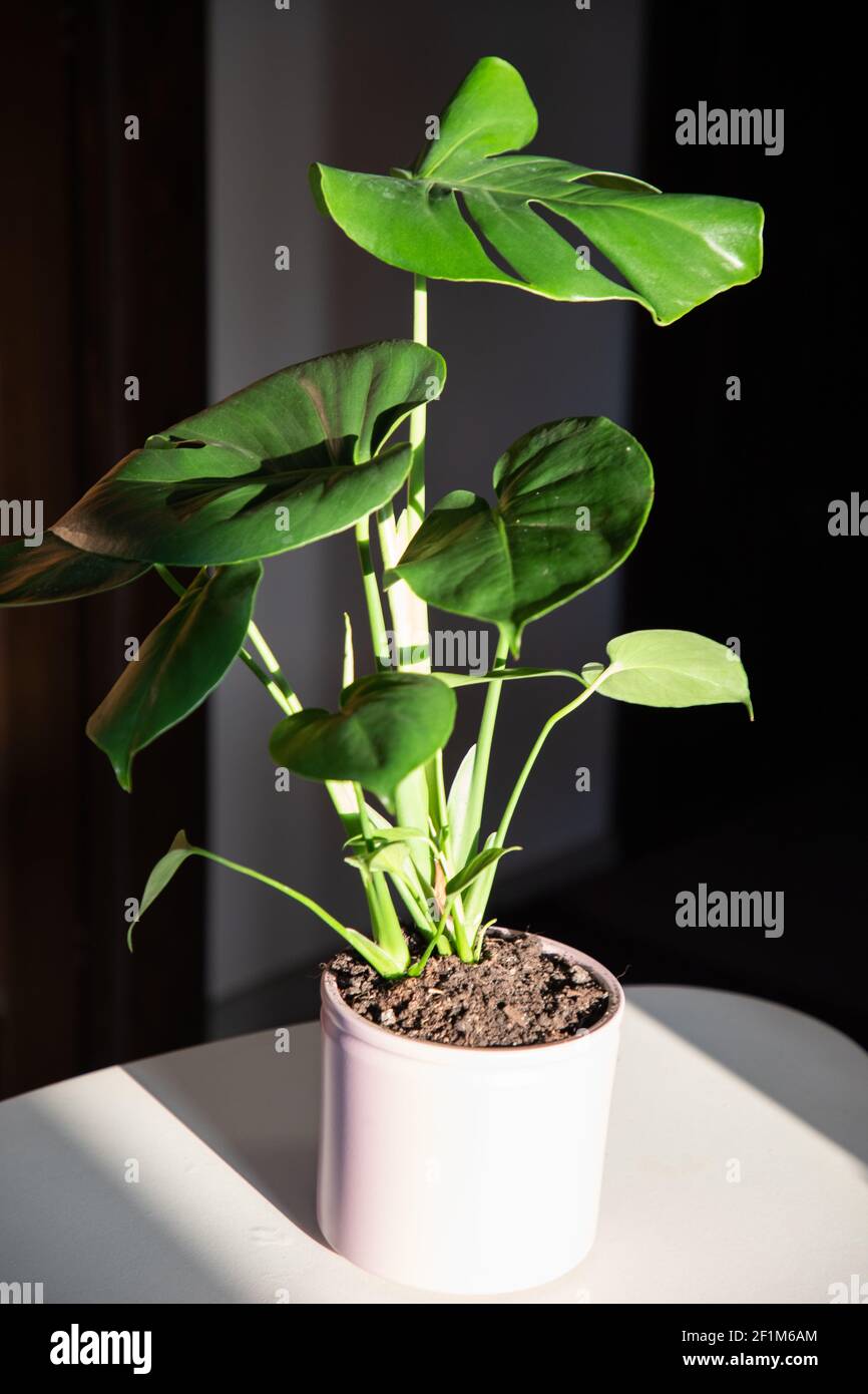 monstera or split-leaf philodendron (Monstera deliciosa) in a pot ...