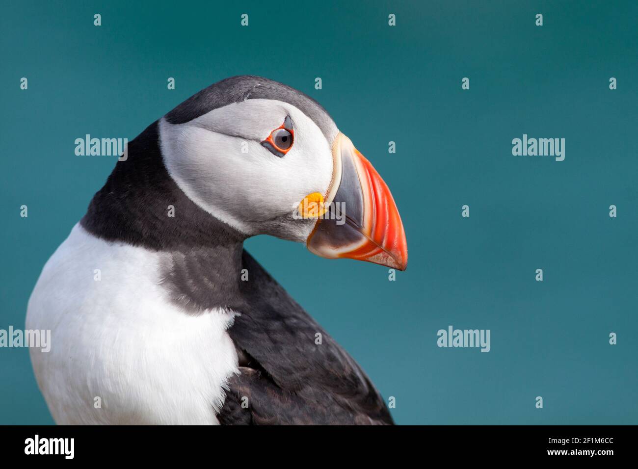 Puffin eye hi-res stock photography and images - Alamy