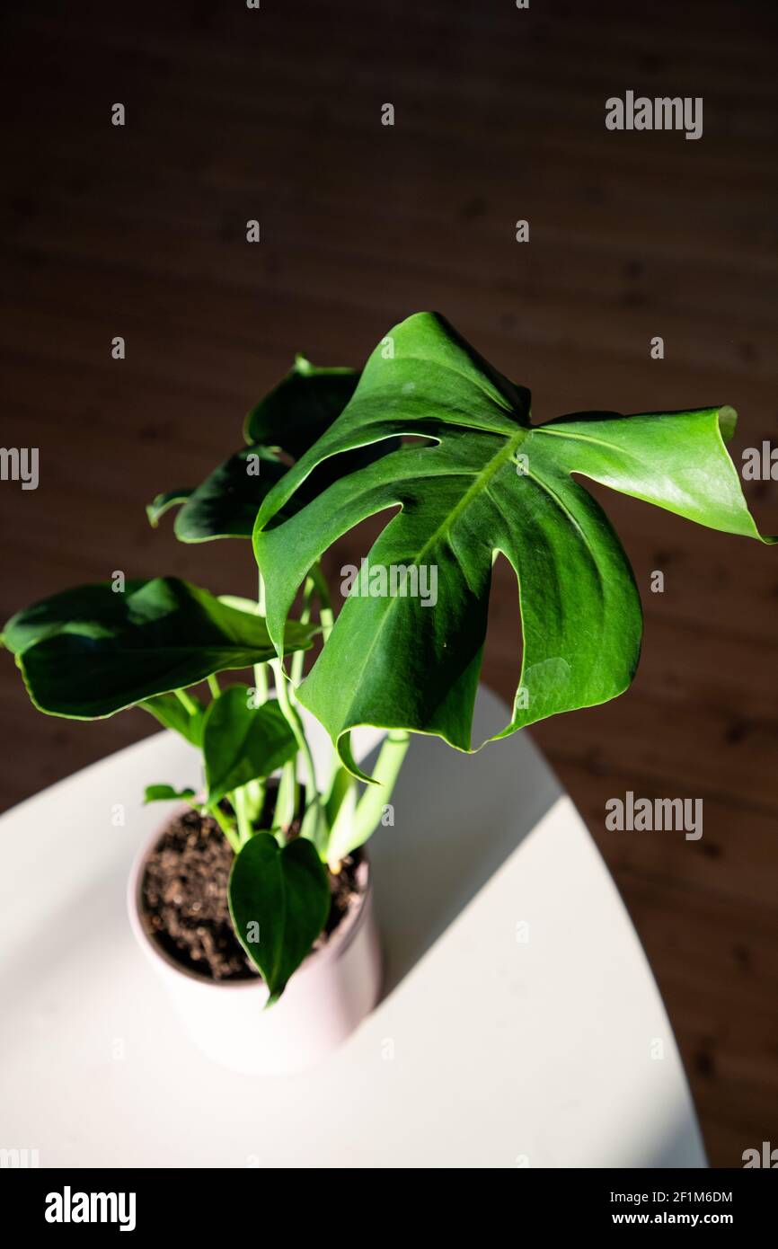 monstera or split-leaf philodendron (Monstera deliciosa) in a pot ...