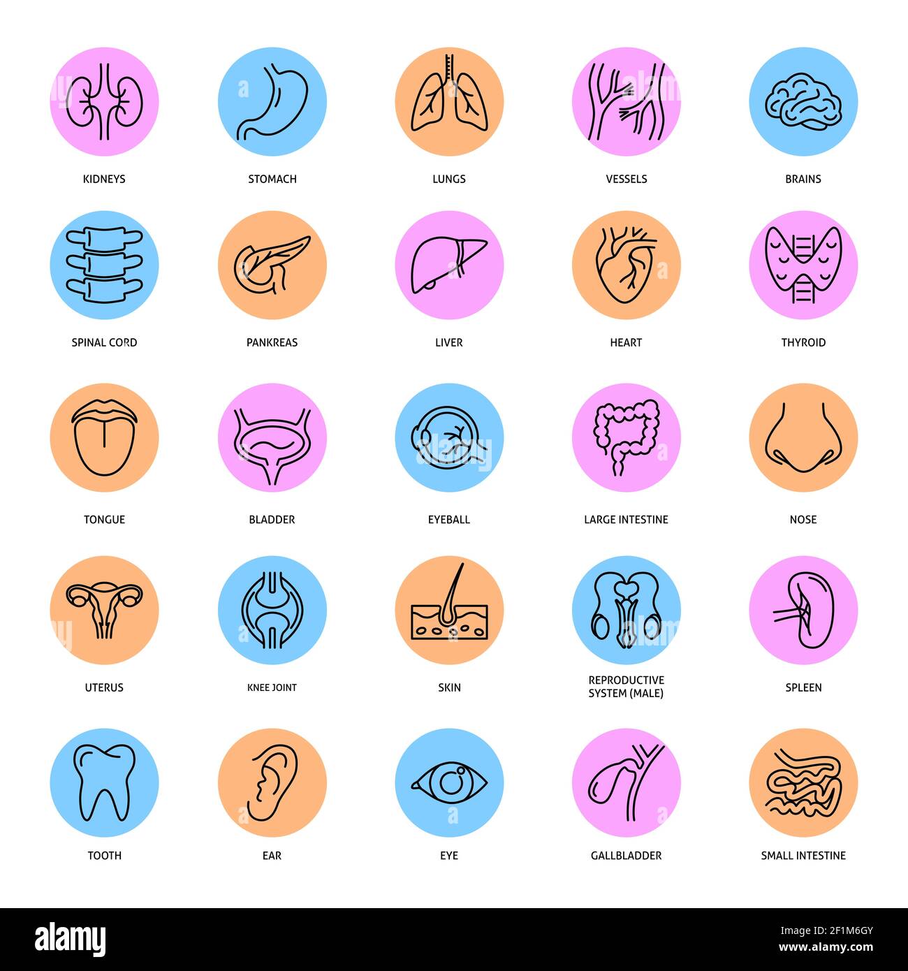 Medical set of human internal organs icons in line style. Anatomy ...