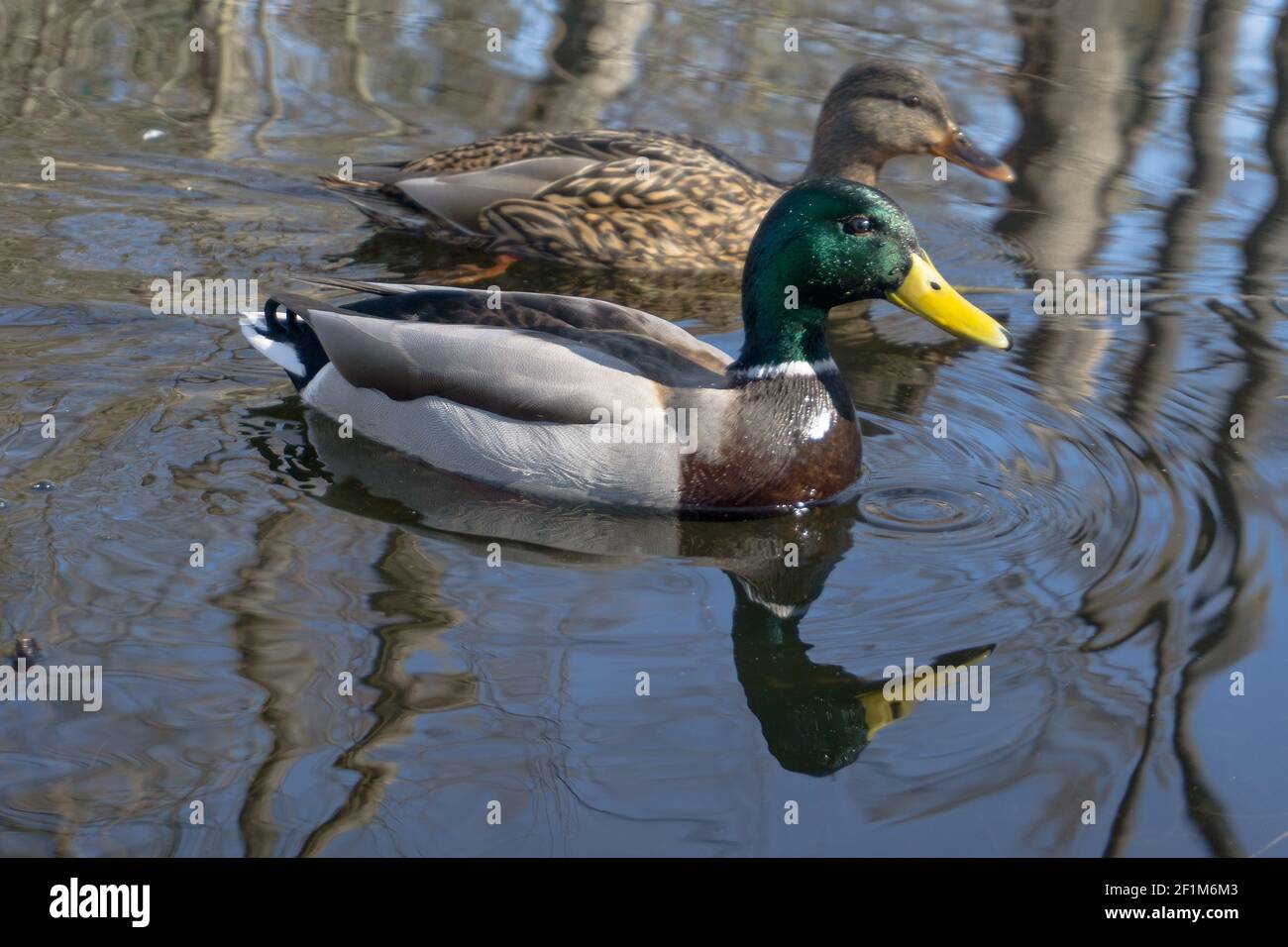 Habitat floating garden hi-res stock photography and images - Alamy