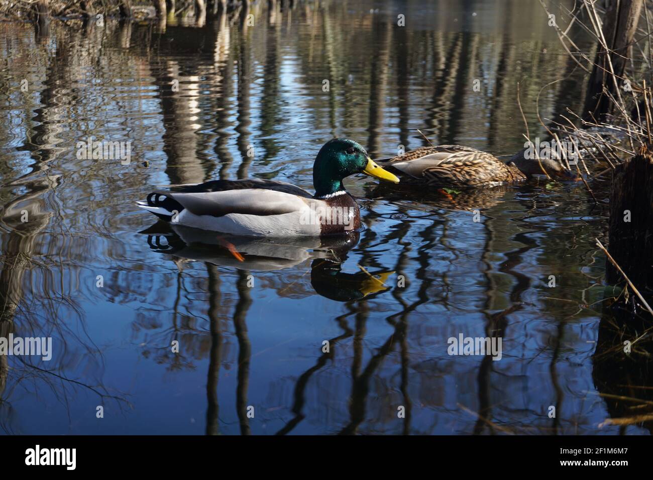 Habitat floating garden hi-res stock photography and images - Alamy