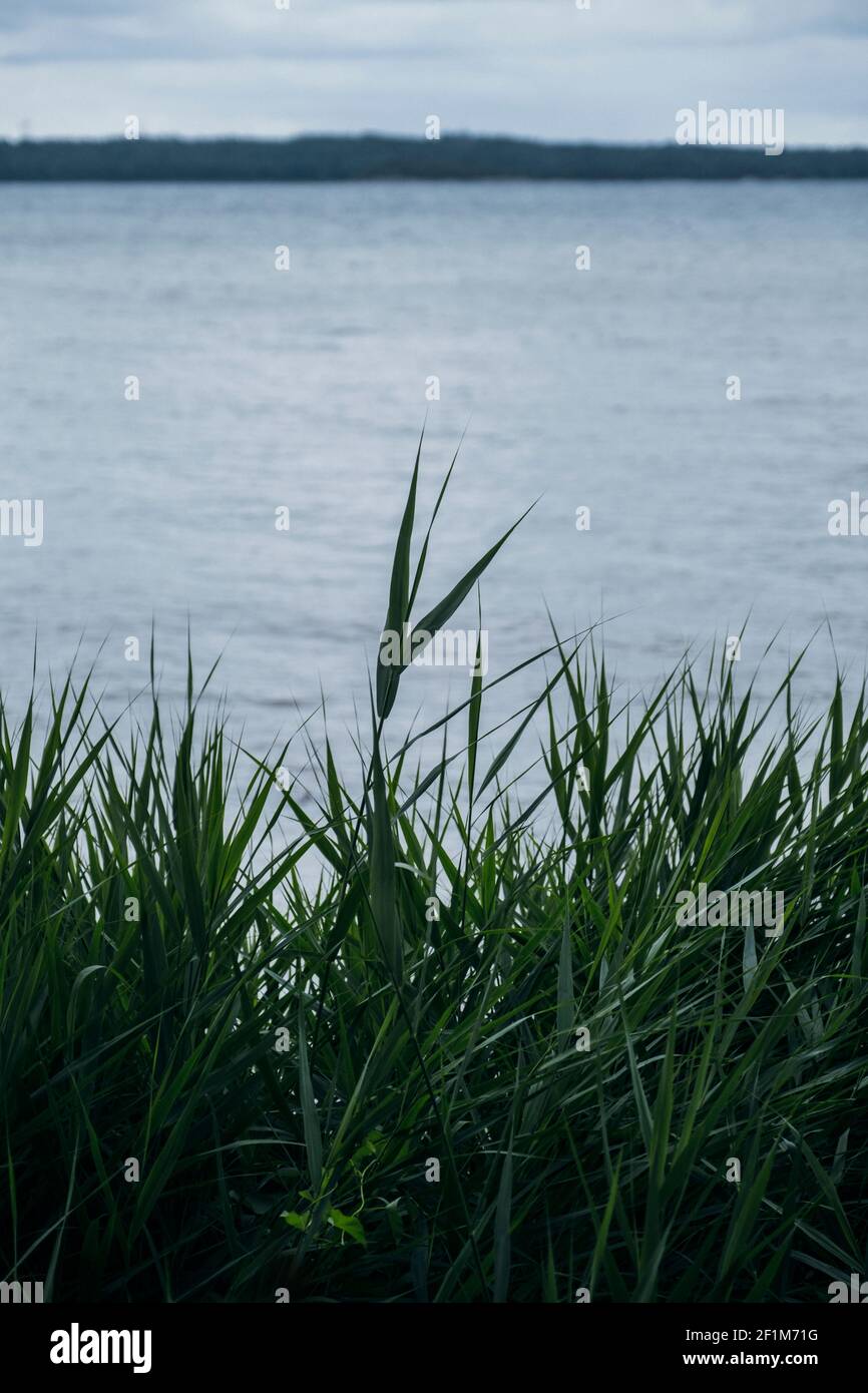 Grass growing at sea Stock Photo - Alamy