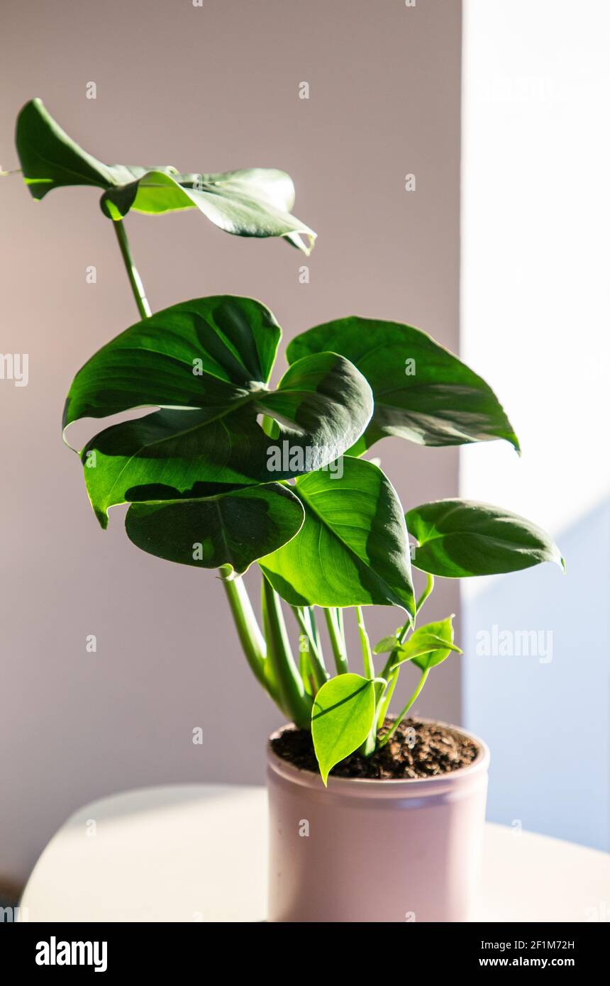 monstera or split-leaf philodendron (Monstera deliciosa) in a pot ...