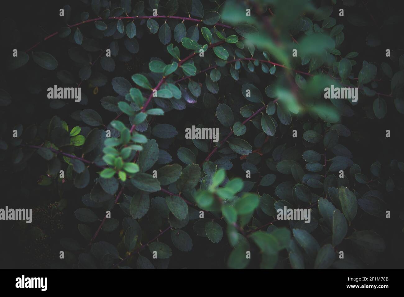 Bush with small round leaves Stock Photo - Alamy