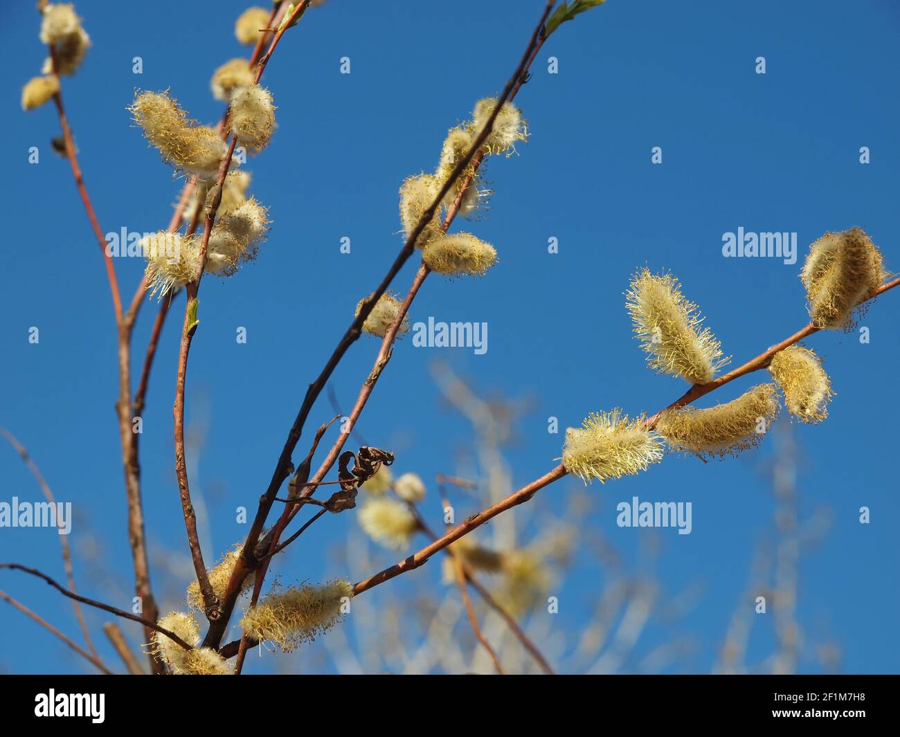 Grey willow (Salix atrocinerea syn. Salix cinerea cultivar) against ...