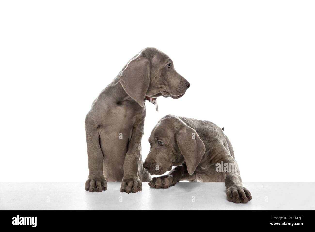 Two beautiful young Weimaraner dogs posing isolated over white ...