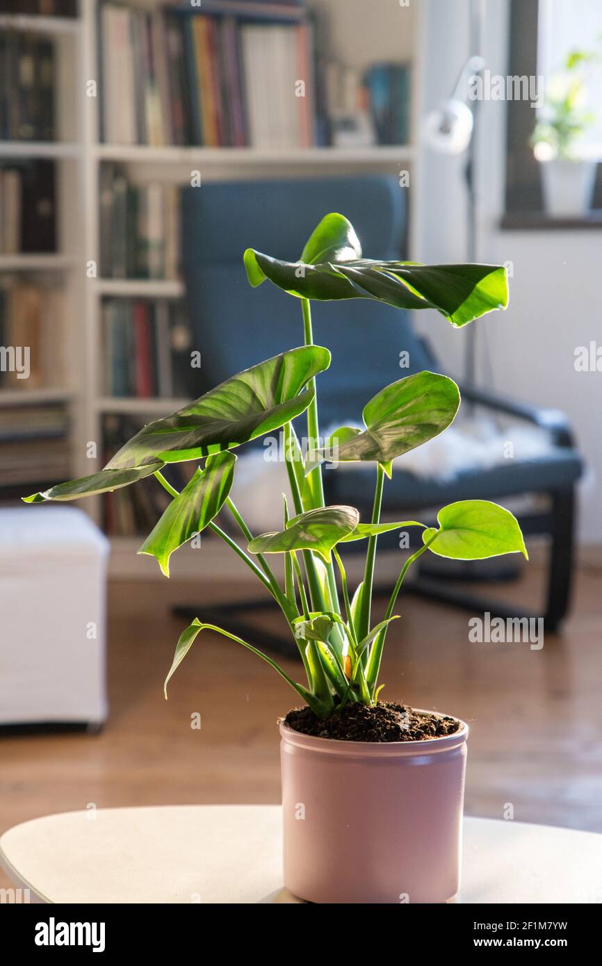 monstera or split-leaf philodendron (Monstera deliciosa) in a pot ...