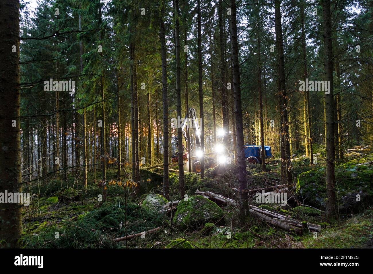 Forest machine lights behind trees Stock Photo - Alamy