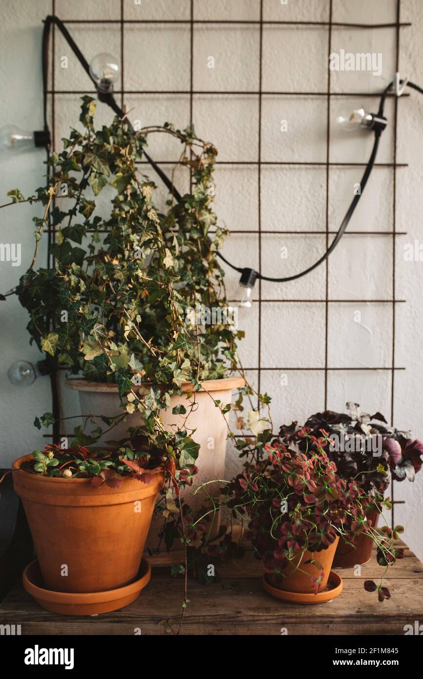 Potted plants display hi-res stock photography and images - Alamy