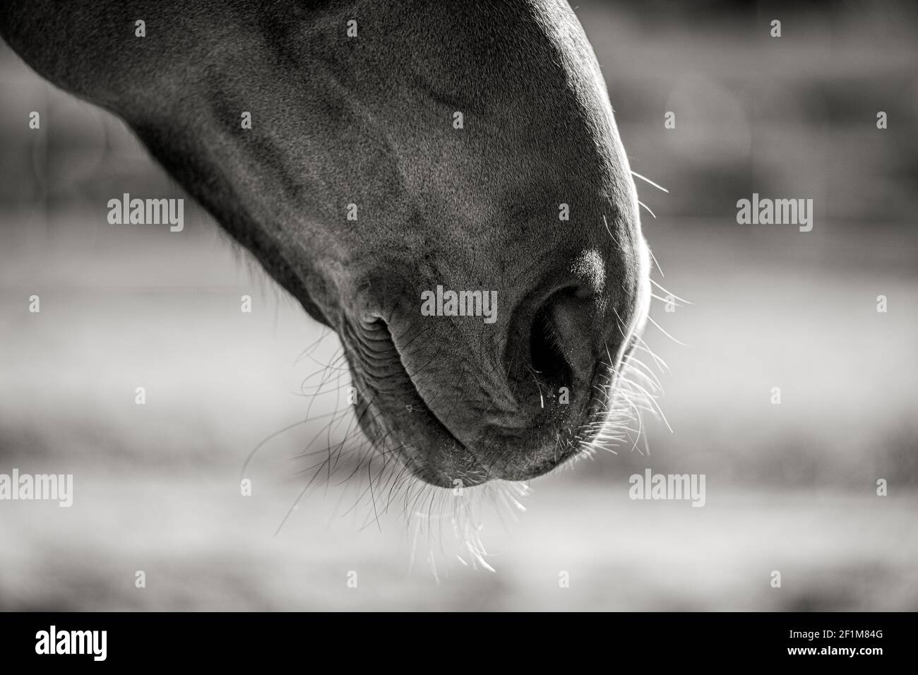 Horse mouth hi-res stock photography and images - Alamy