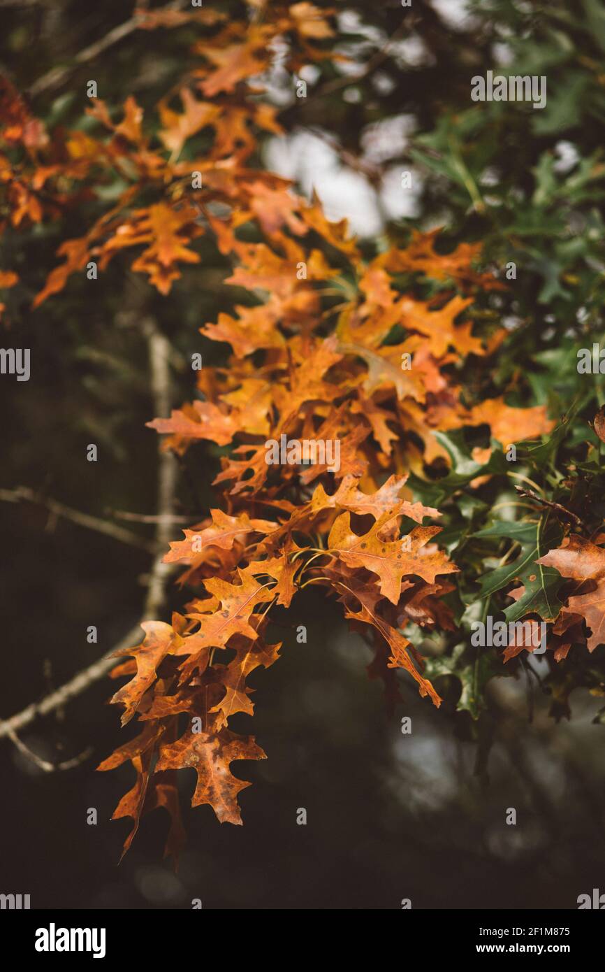 Autumn oak leaves Stock Photo - Alamy