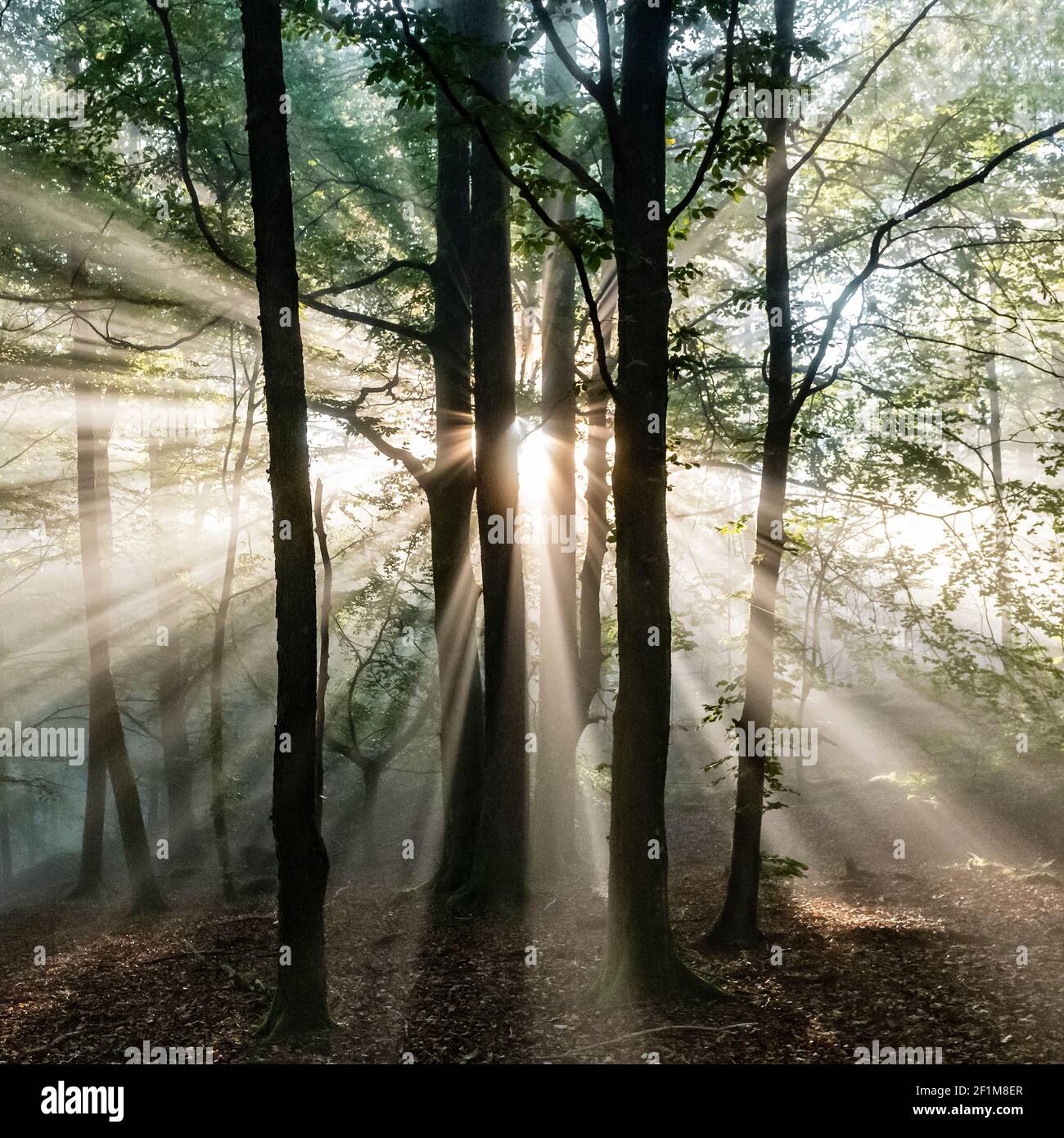 Deciduous trees sunlight hi-res stock photography and images - Alamy