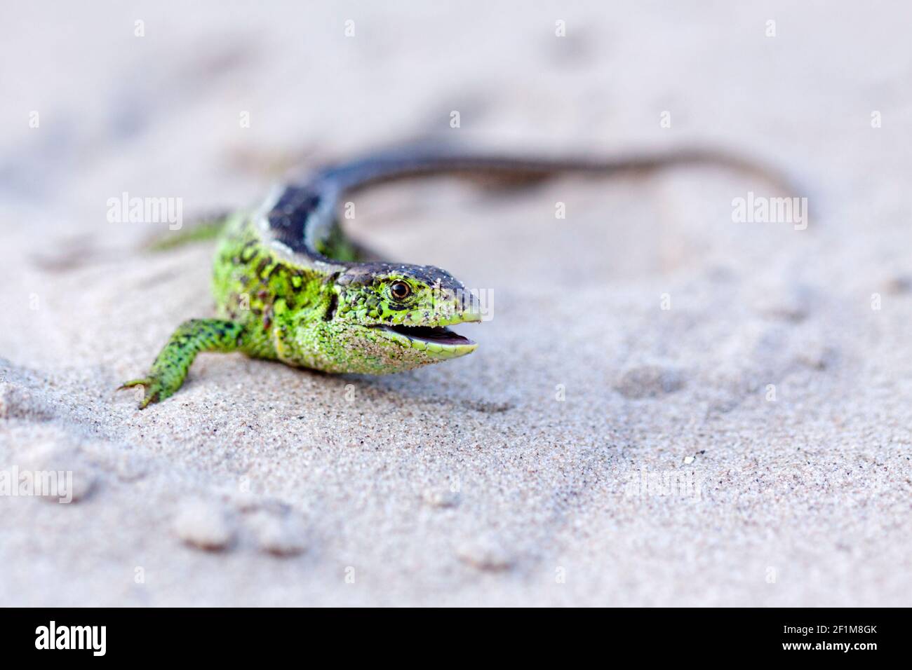 Lizard mating display hi-res stock photography and images - Alamy