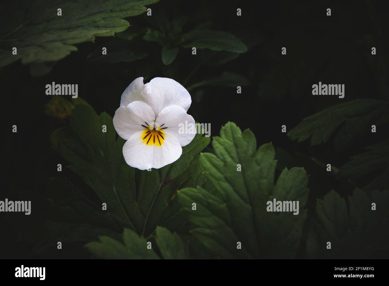 White pansy hi-res stock photography and images - Alamy