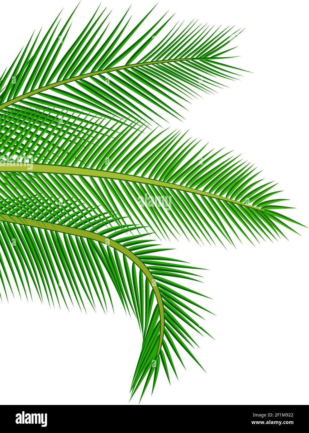 Frame palm leaves silhouette Stock Vector Images - Alamy