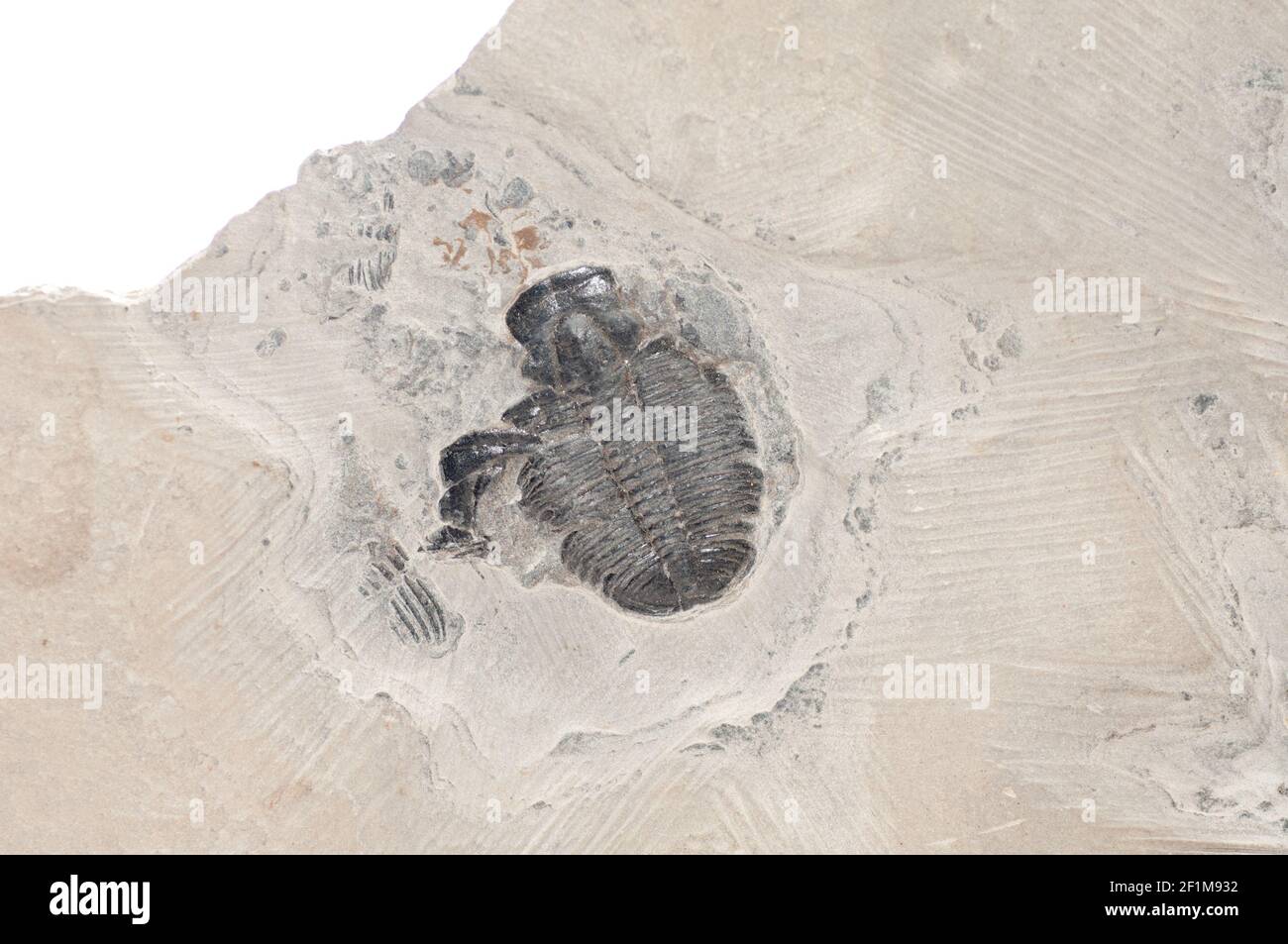 trilobite stone fossil sample with ridges and detail Stock Photo - Alamy