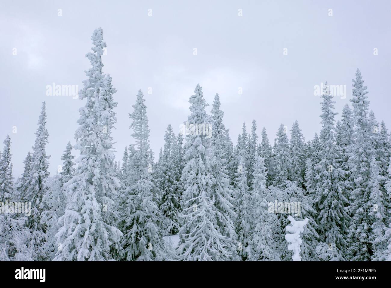Pine trees snow low angle hi-res stock photography and images - Alamy