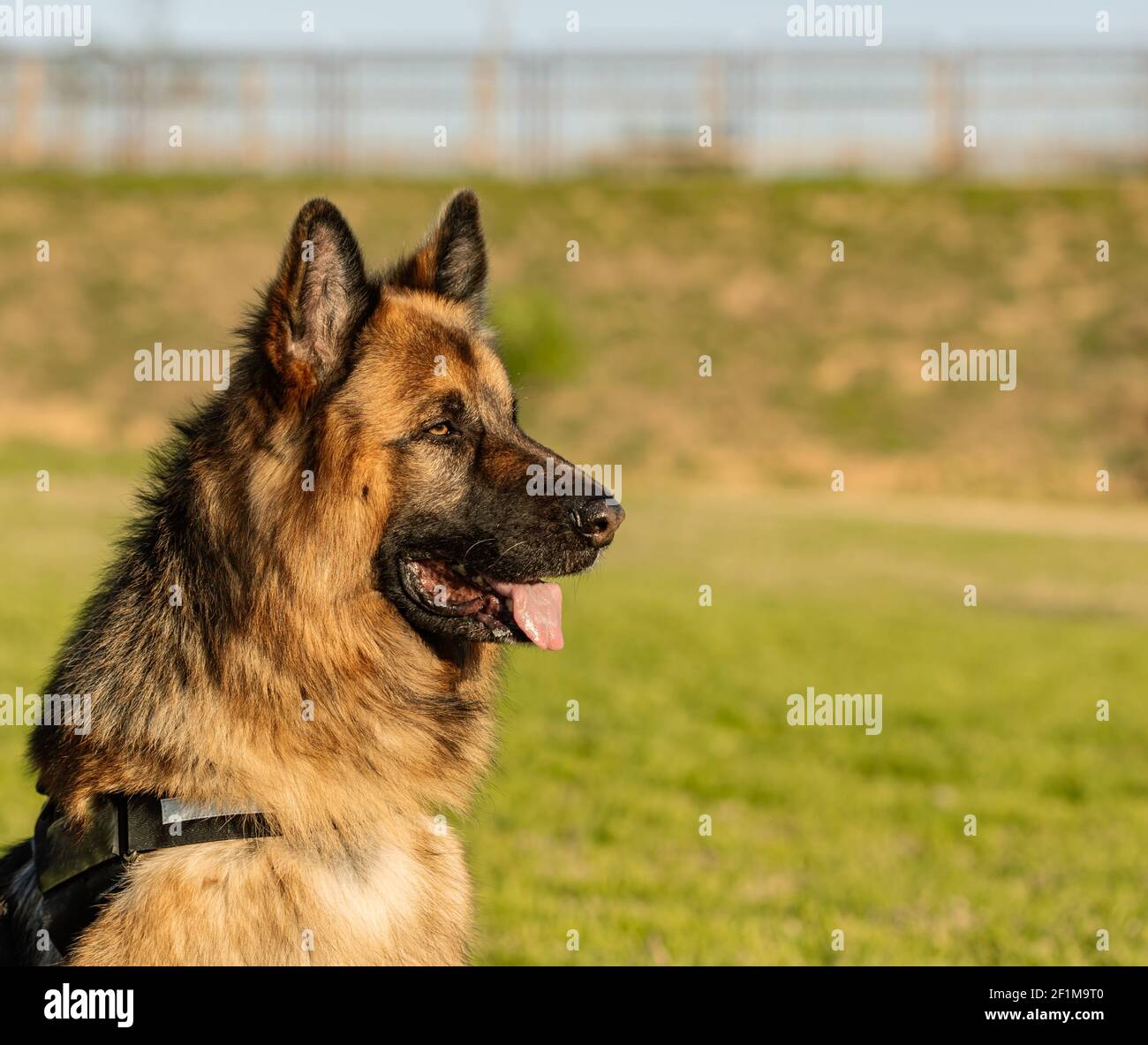 A cute, powerful German Shepherd dog sitting on the grass with an open ...