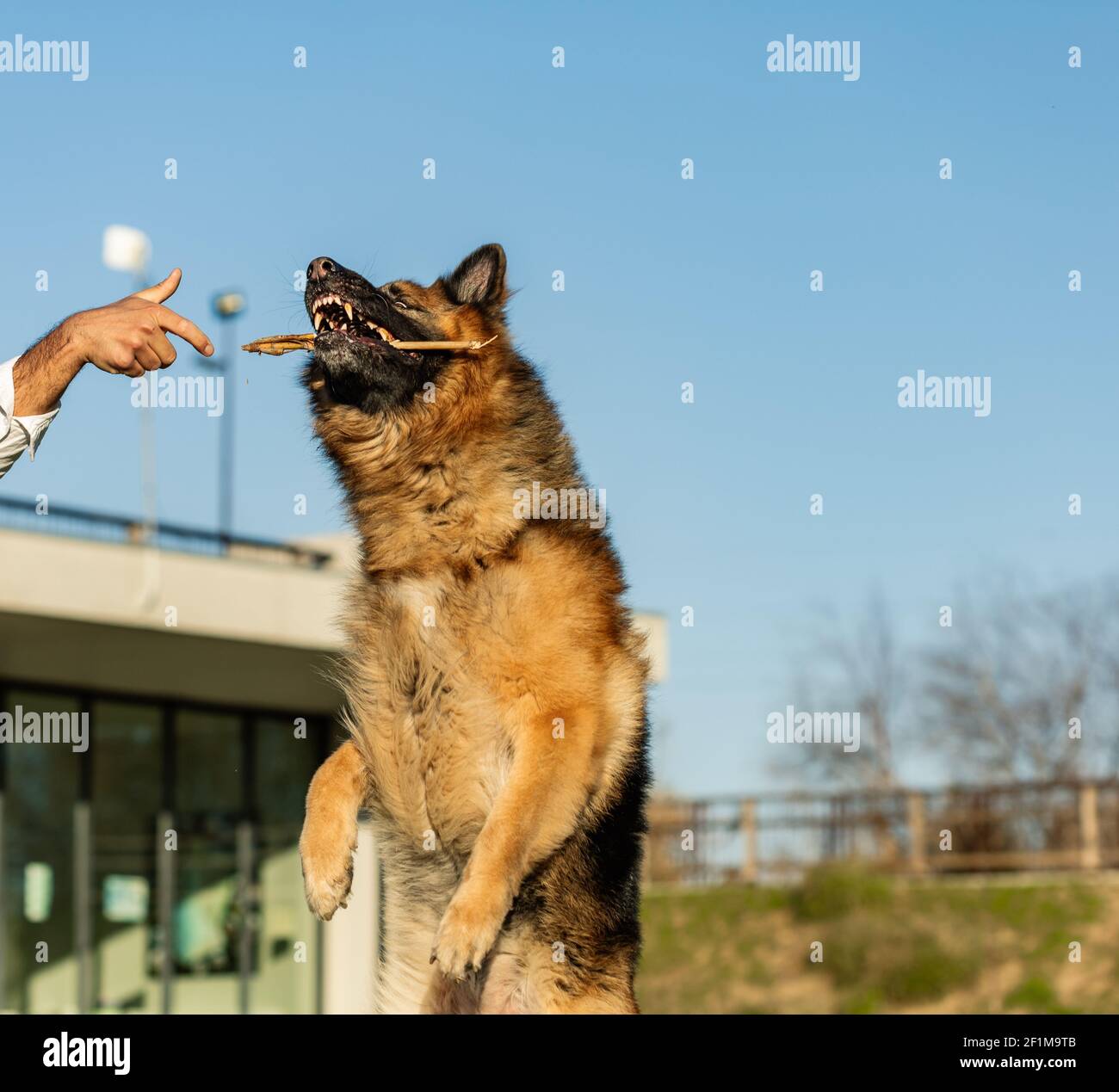 Catching a stick hi-res stock photography and images - Alamy