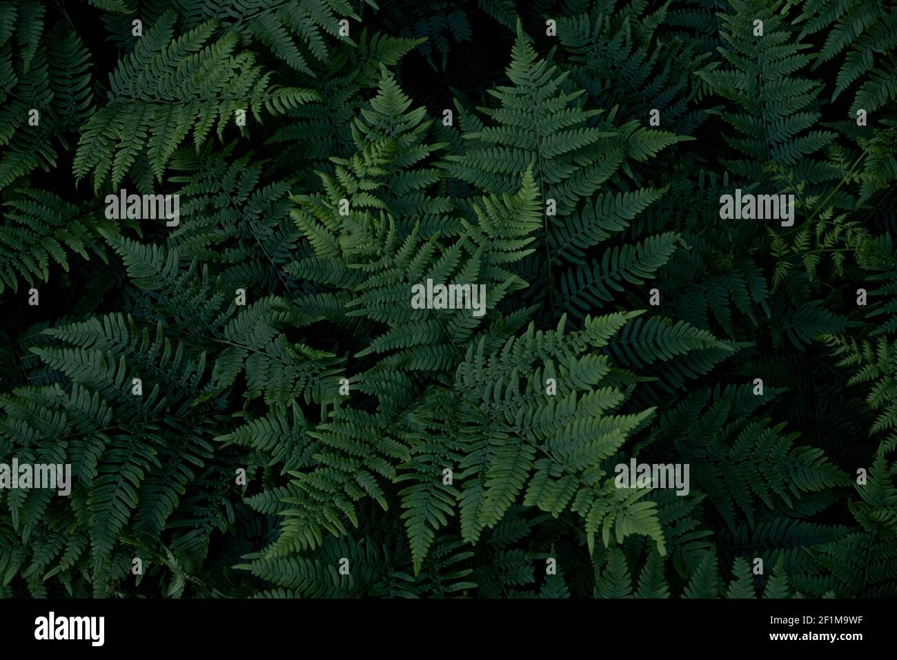 High angle view of fern leaves Stock Photo - Alamy