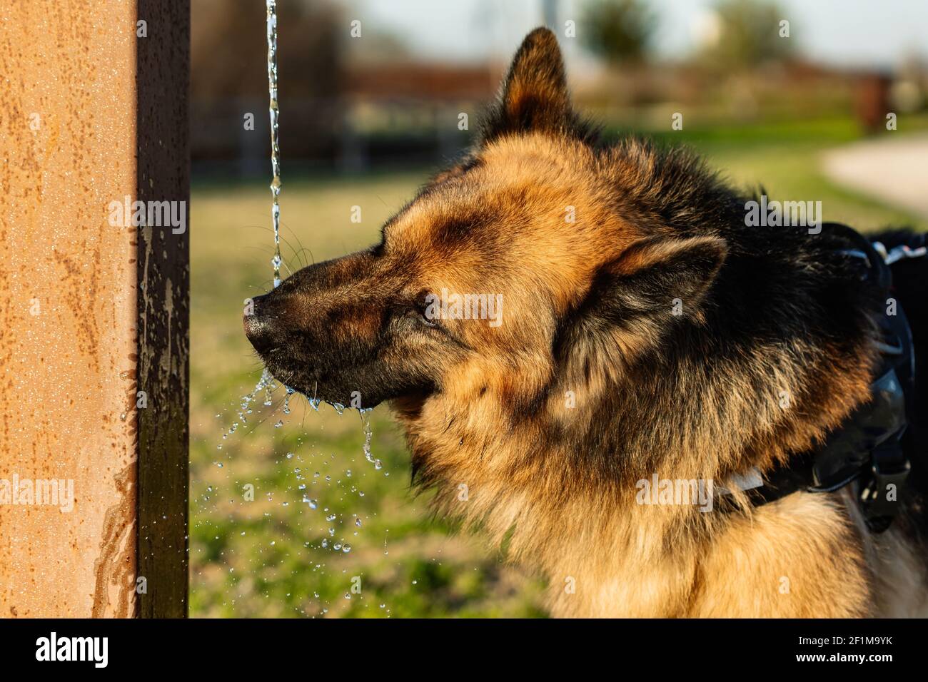 A cute, powerful German Shepherd dog drinking water Stock Photo - Alamy