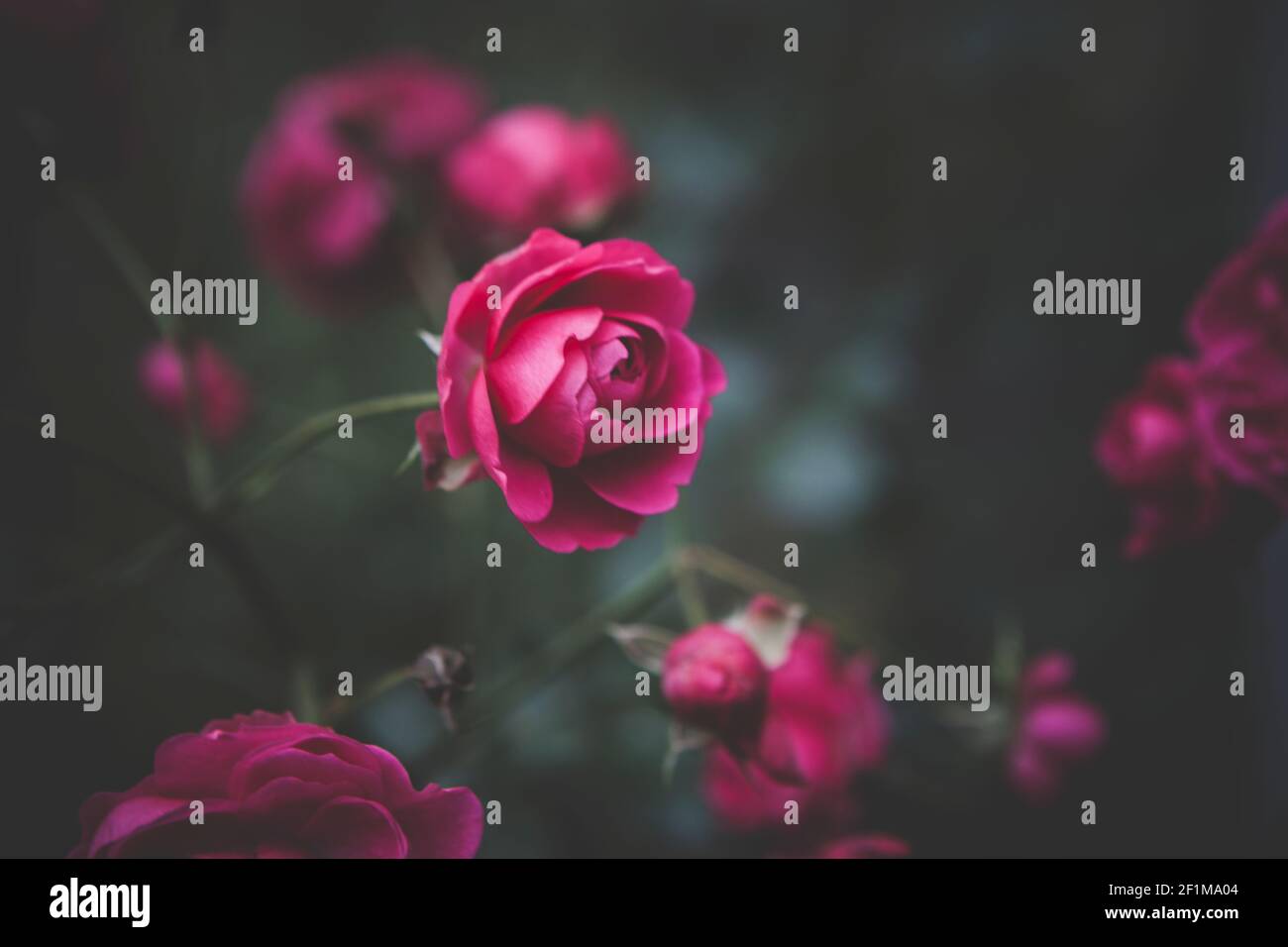 Rose bush in garden Stock Photo - Alamy