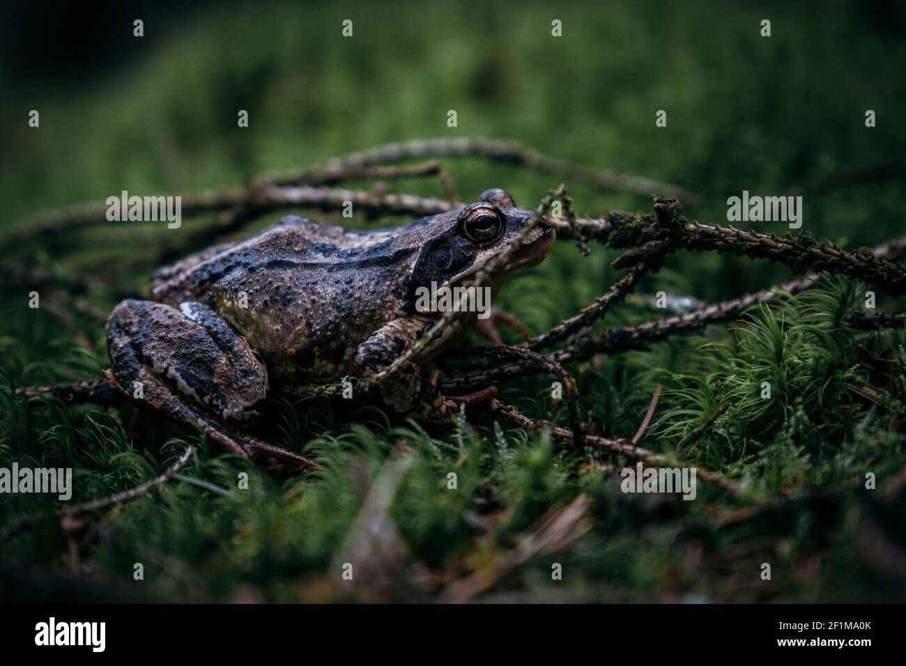 Frog point hi-res stock photography and images - Alamy