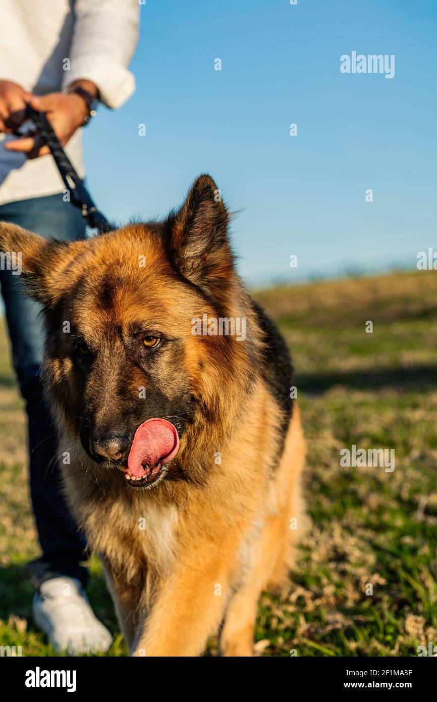 A man walking with his German Shepherd dog Stock Photo - Alamy