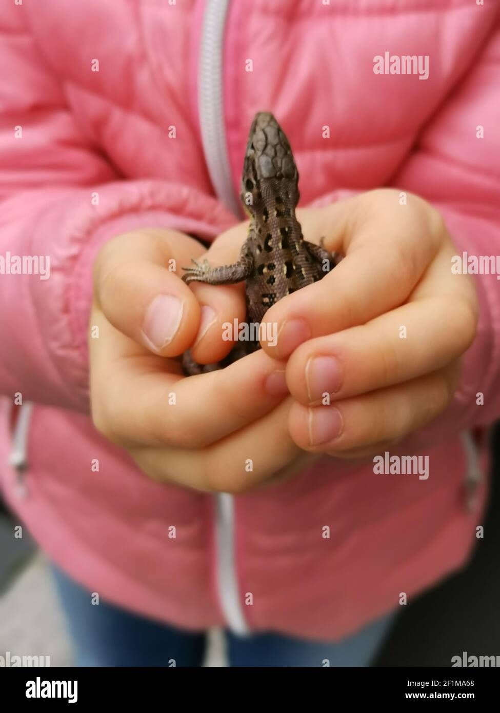 A lizard in the hands of a little girl; children are not afraid of ...