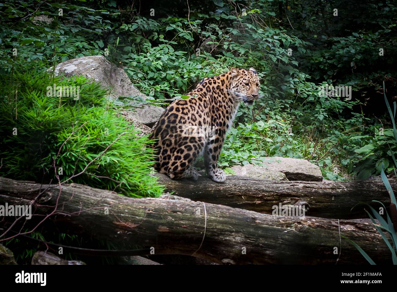 Leopard in zoo Stock Photo - Alamy